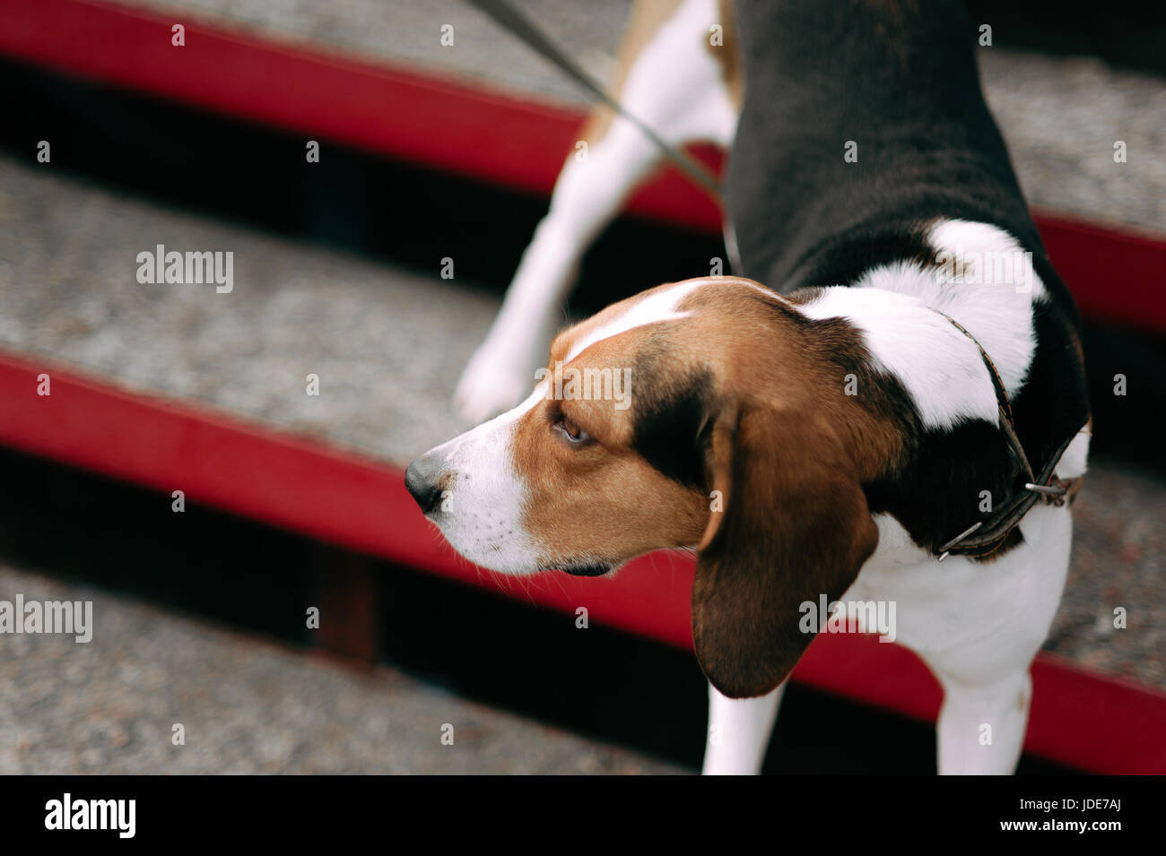 Happy estonian hound dog hi-res stock photography and images - Alamy