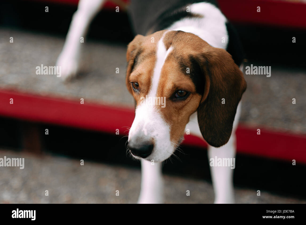 Estonian Hound dog outdoor close up portrait at cloudy day Stock Photo ...