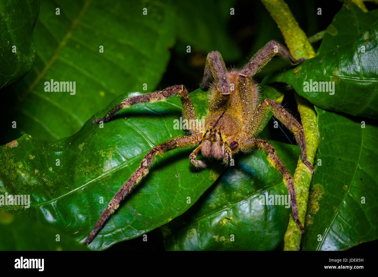Brazilian wandering spider banana spider High Resolution Stock ...
