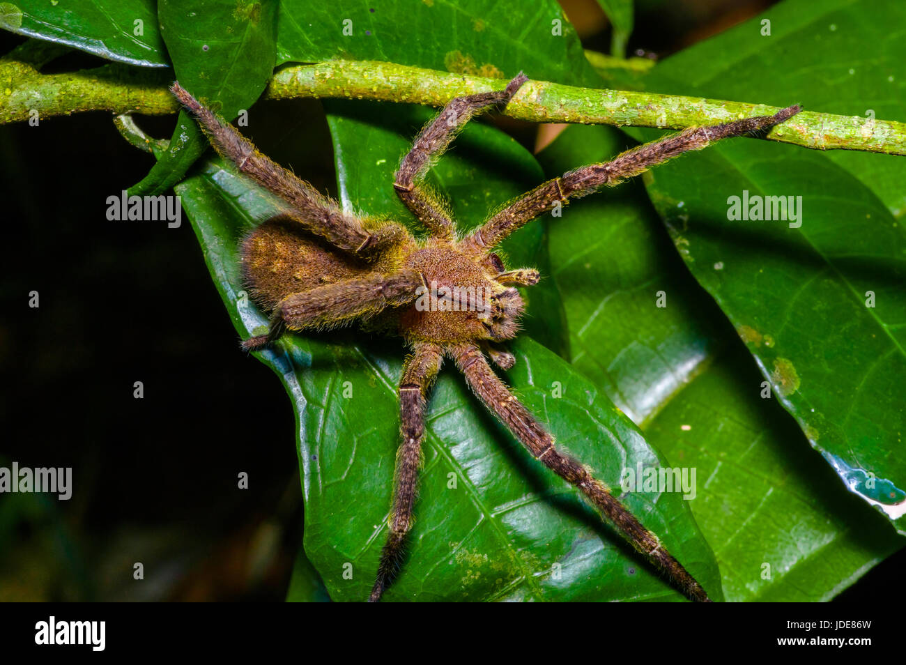 Venomous wandering spider Phoneutria fera sitting on a heliconia leaf ...