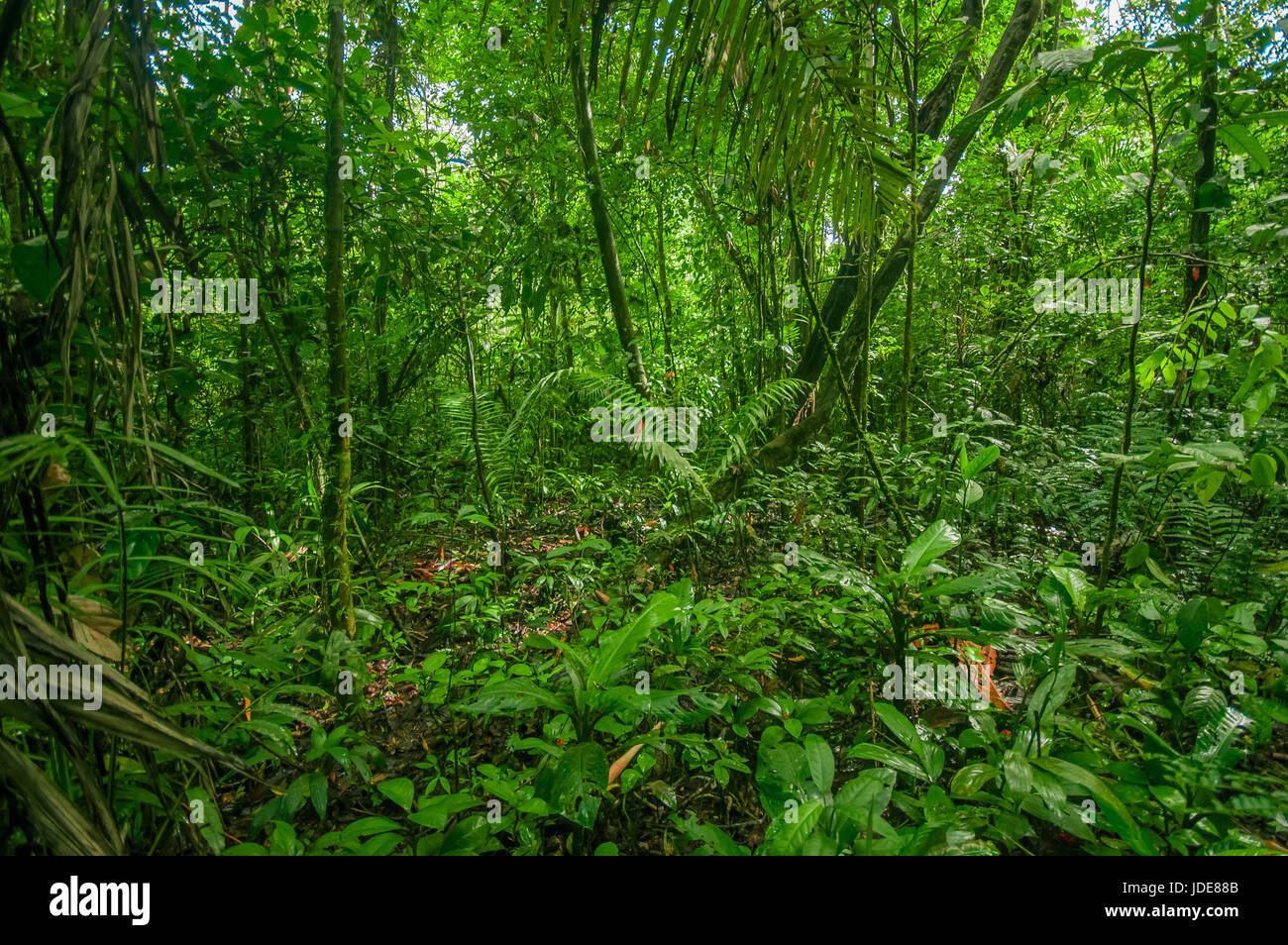 Amazon Jungle Scenes Amazon Jungle Stock Photos, Royalty Free Amazon