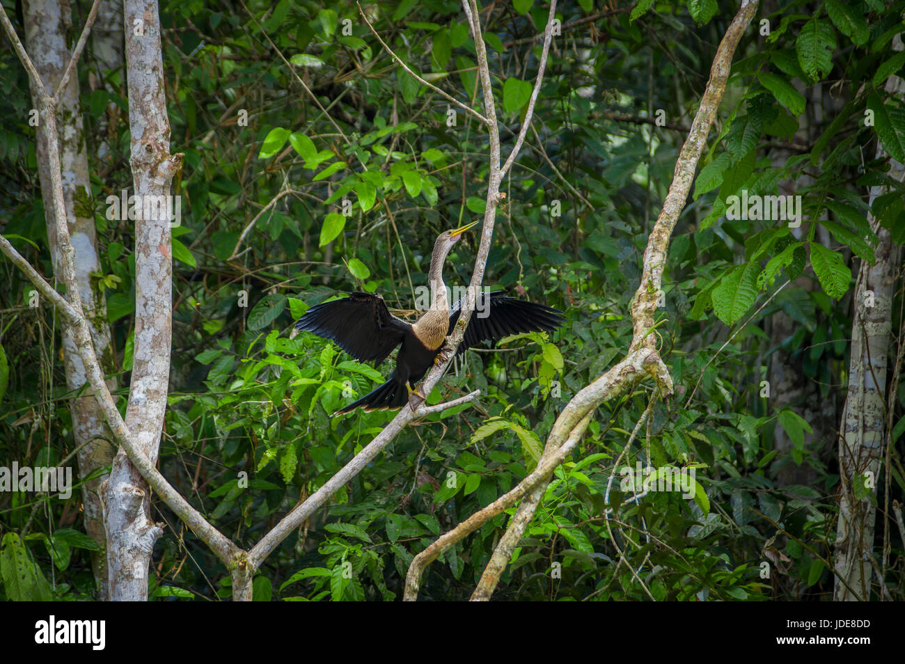 Anhinga or snakebird sittting over a branch, inside of the amazon ...