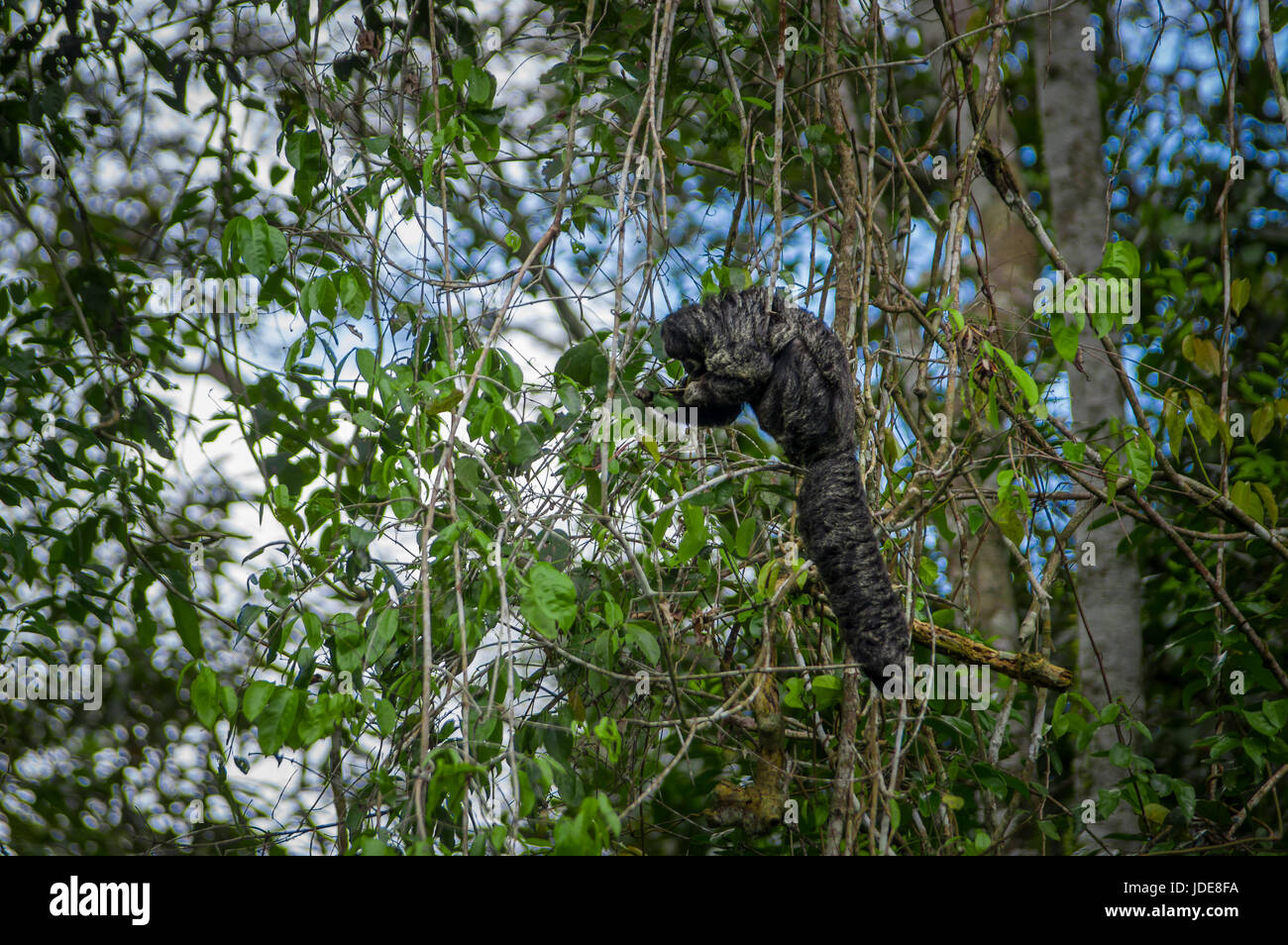 Beautiful saki monkey Pithecia monachus, sitting on a branch inside of ...