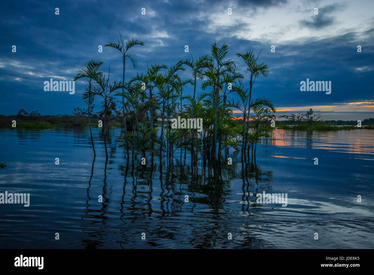 Flooded jungle hi-res stock photography and images - Alamy