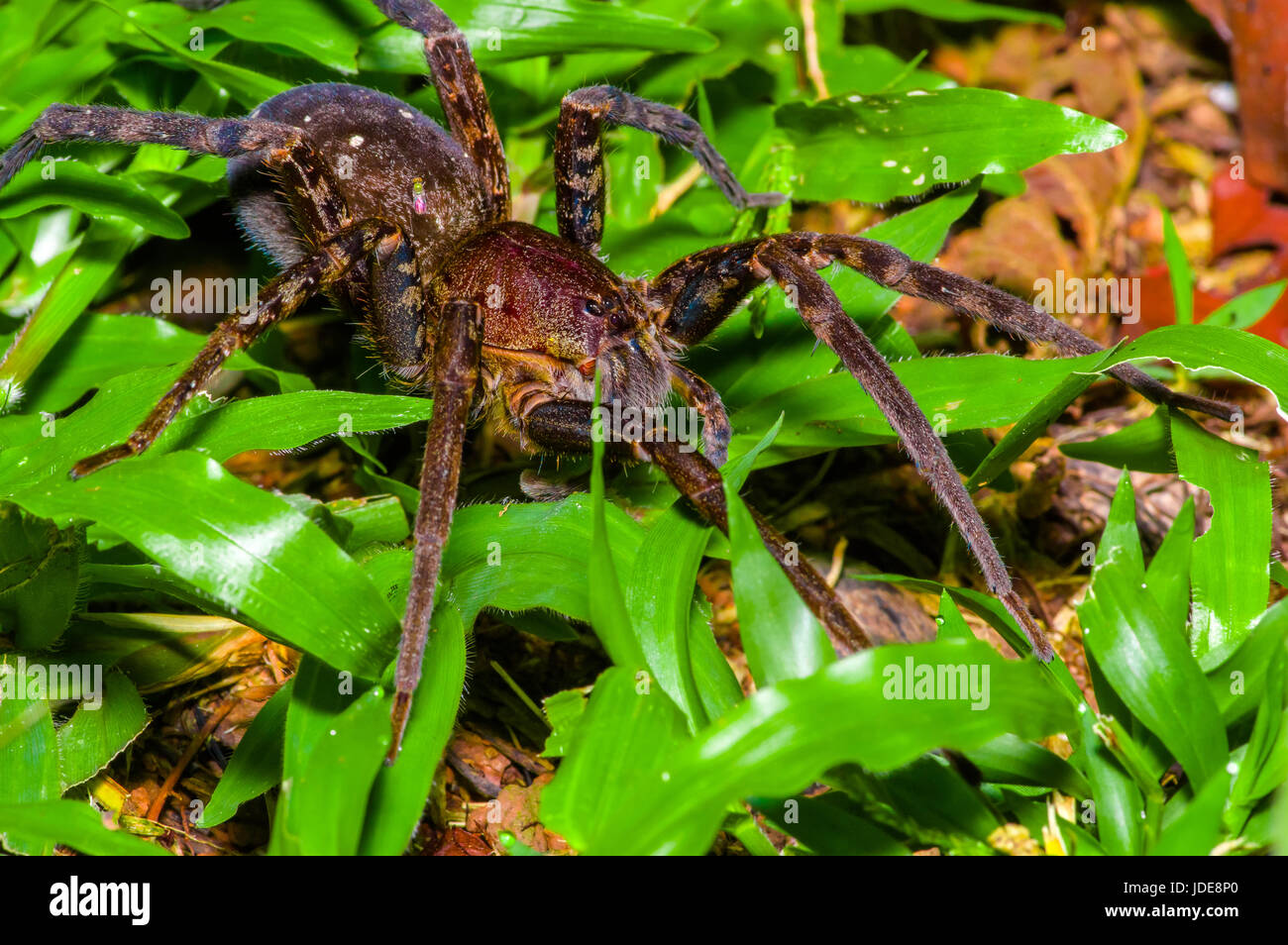 A large spider walking on the ground inside of the forest in Cuyabeno ...