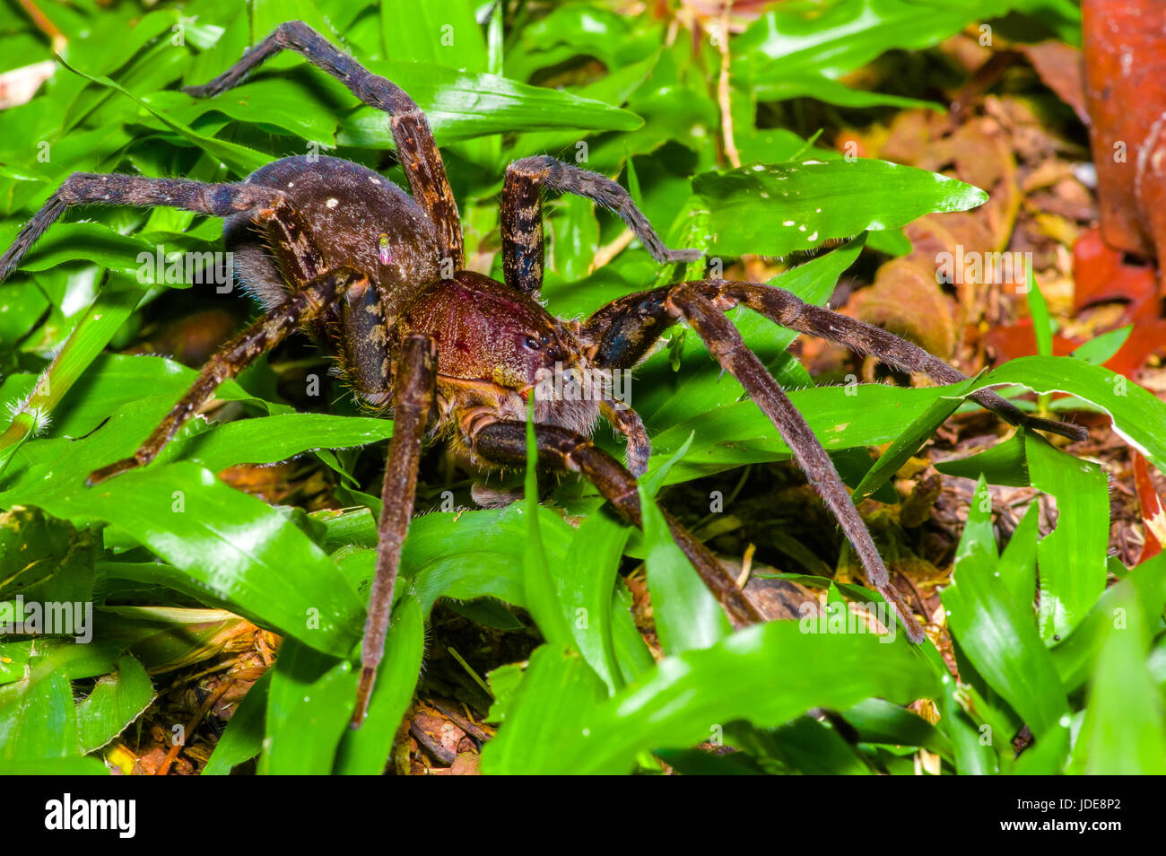A large spider walking on the ground inside of the forest in Cuyabeno ...