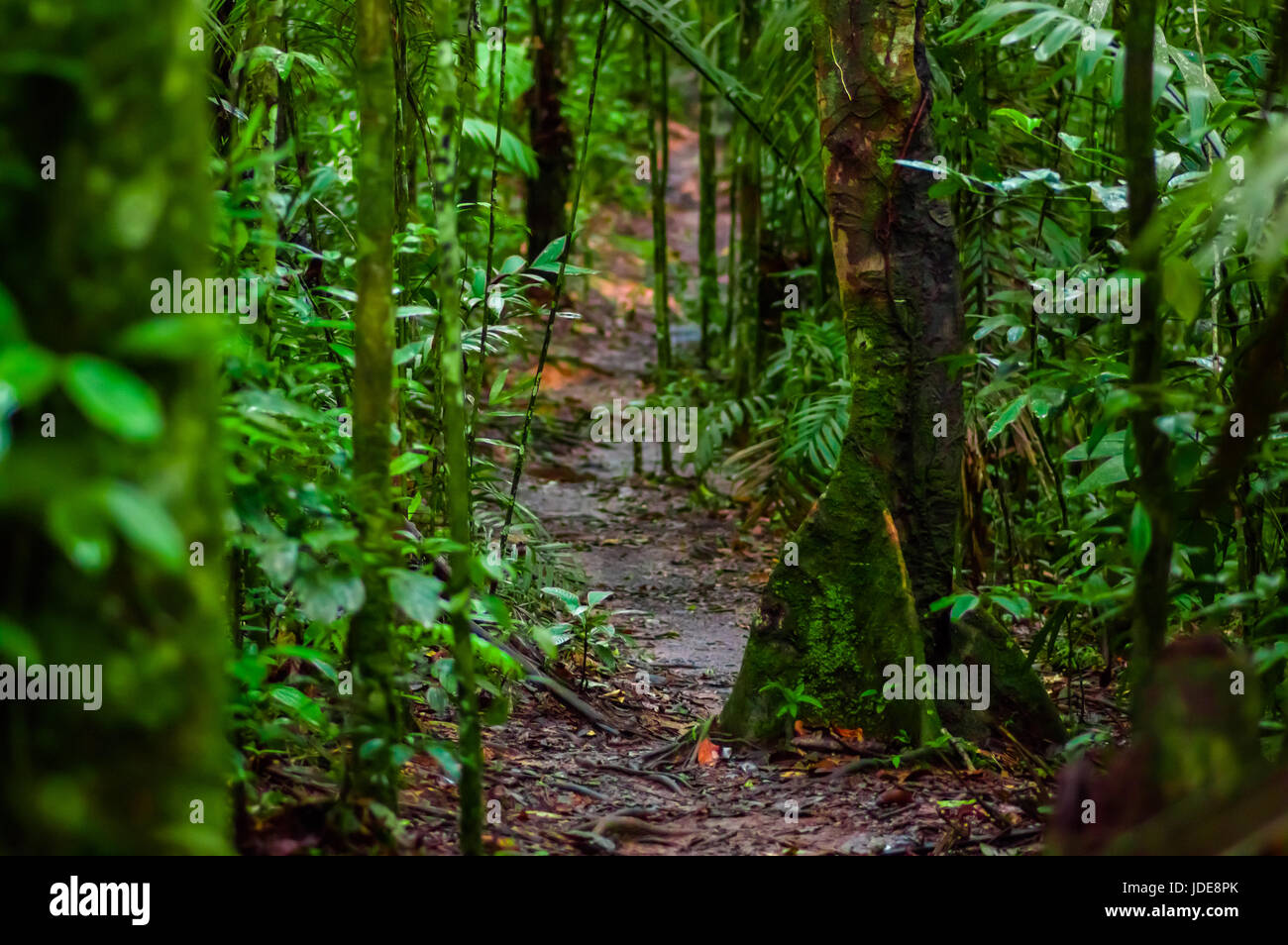 Path inside of the amazon rainforest, surrounding of dense vegetation ...