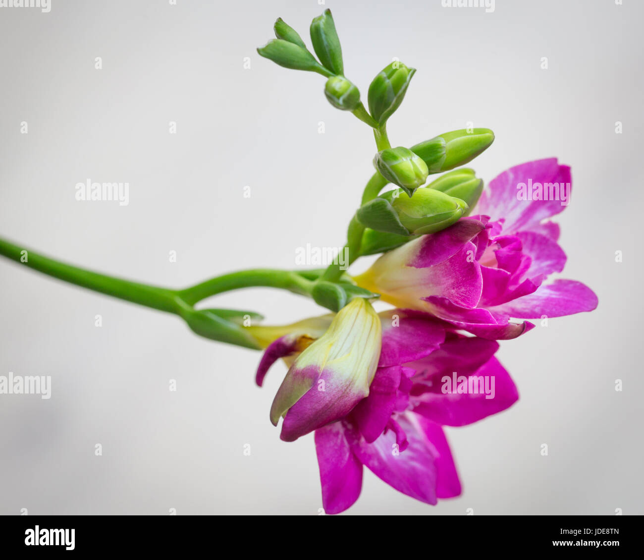 Pink Peruvian Lilly (Alstroemeria) isolated on subtle textured ...