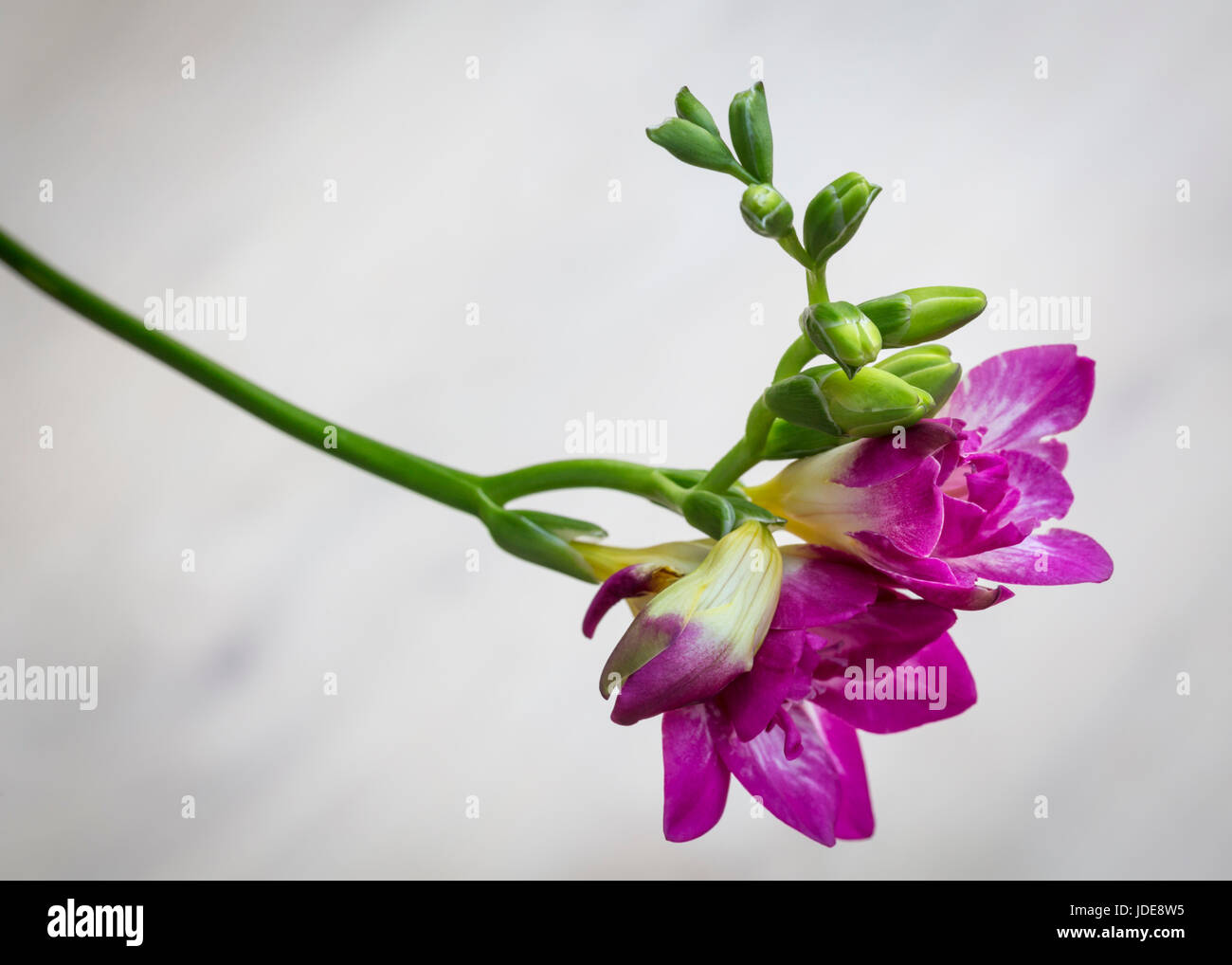Pink Peruvian Lilly (Alstroemeria) isolated on subtle textured ...