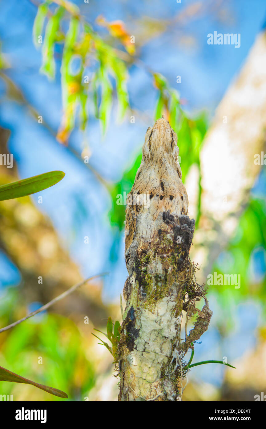 Juvenile Great Potoo of Nyctibius grandis bird, in the Cuyabeno ...