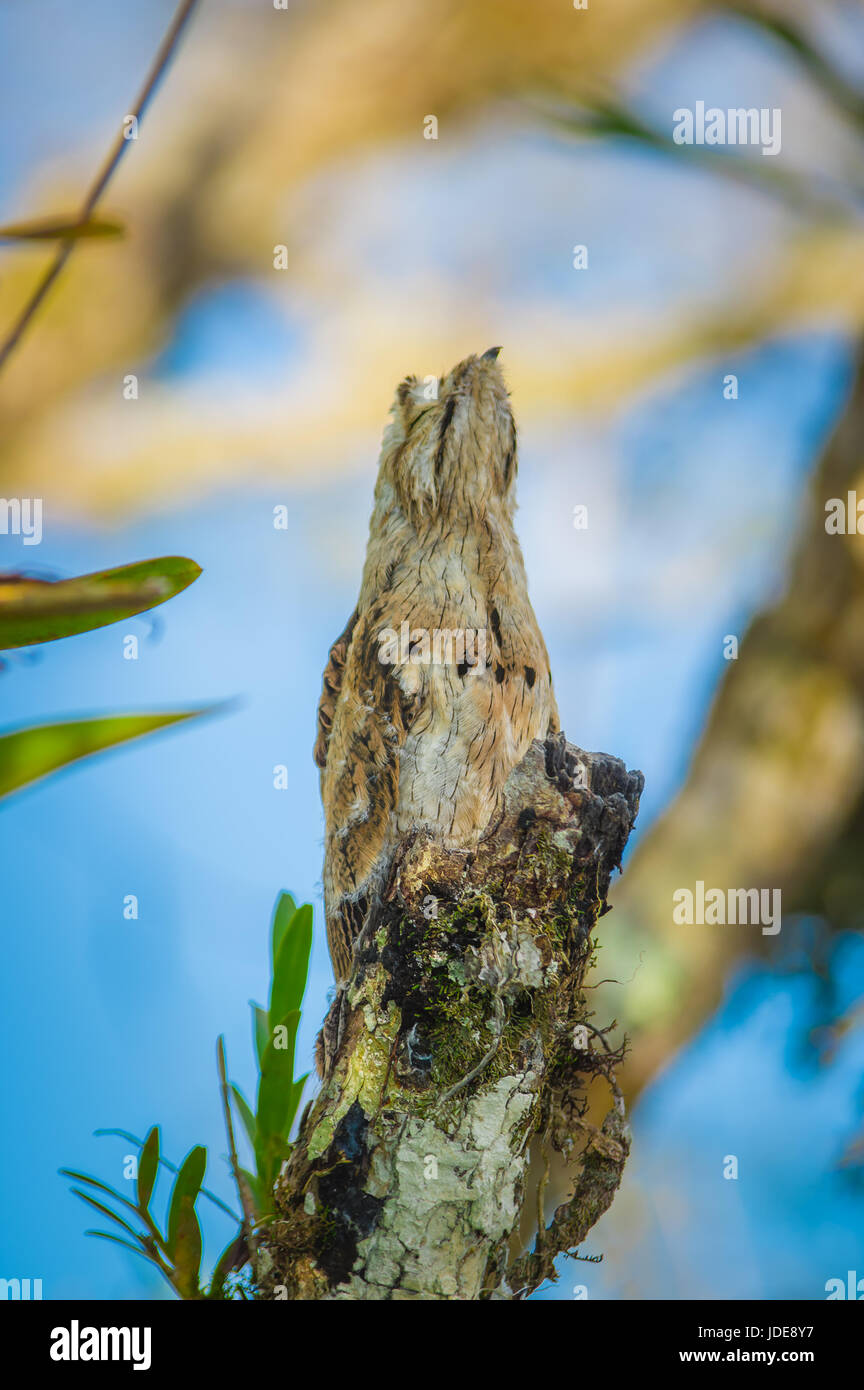 Potoo chick hi-res stock photography and images - Alamy
