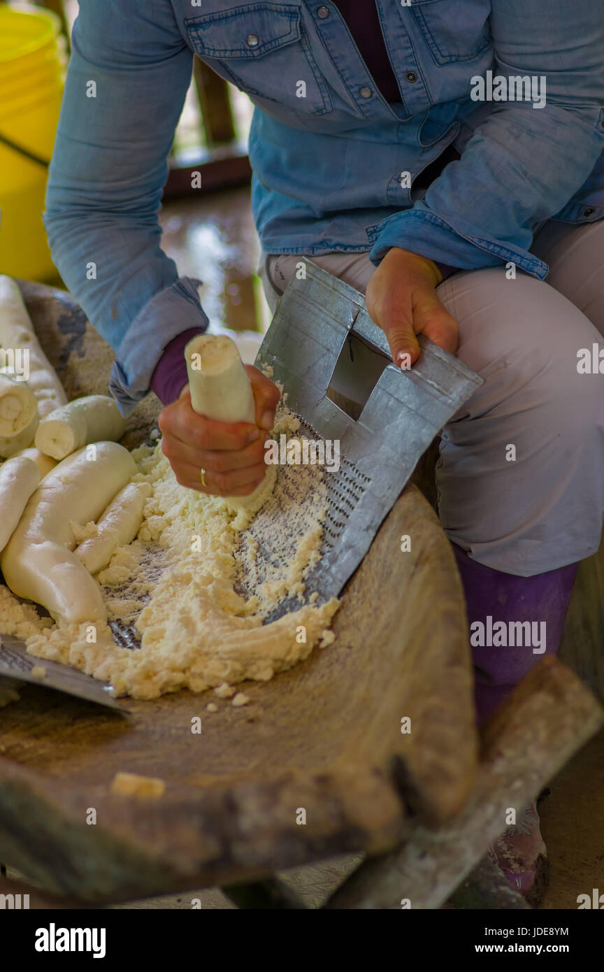 Grated yucca being prepared for bread in a Siona village in the ...