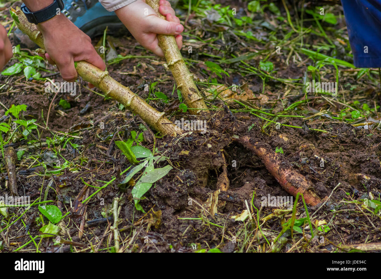 Root of yucca plant, inside of the amazon forest in Cuyabeno, Ecuador ...