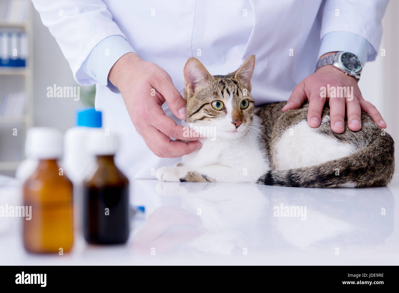 Cat visiting vet for regular check up Stock Photo - Alamy