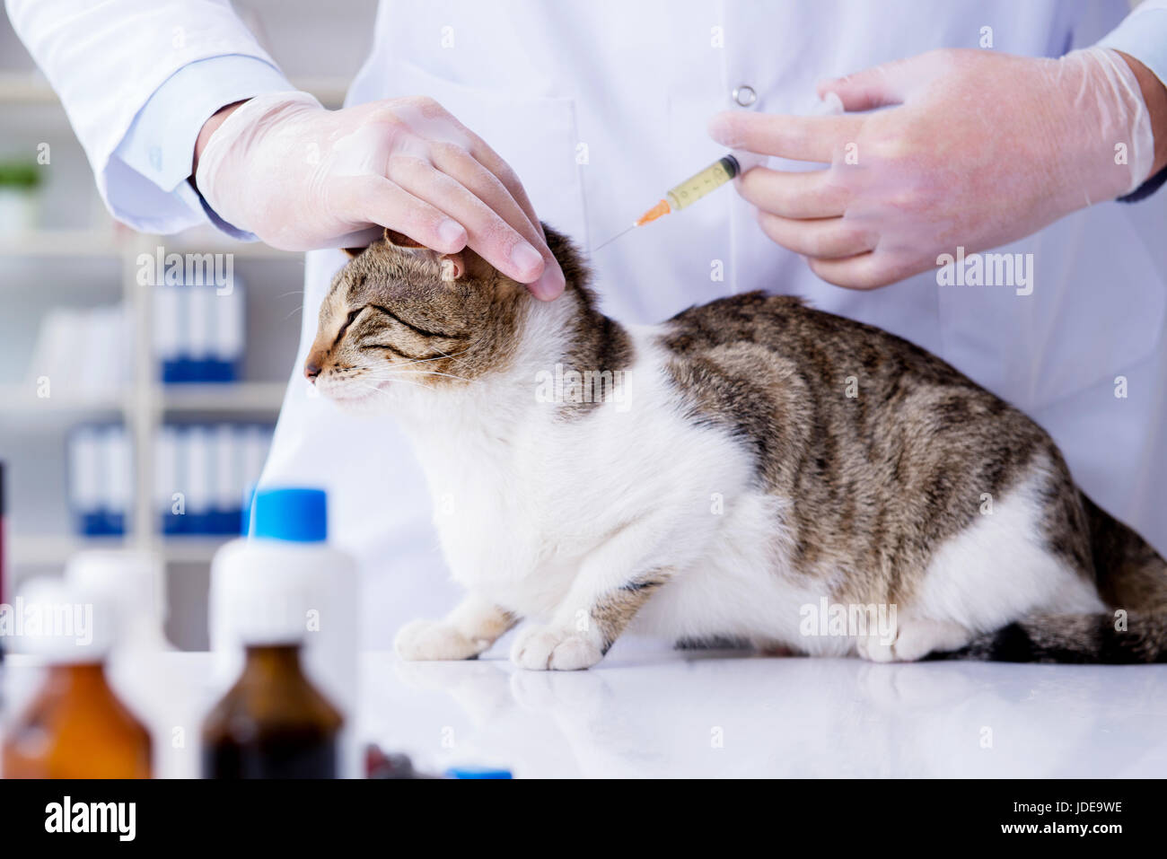 Cat visiting vet for regular check up Stock Photo - Alamy