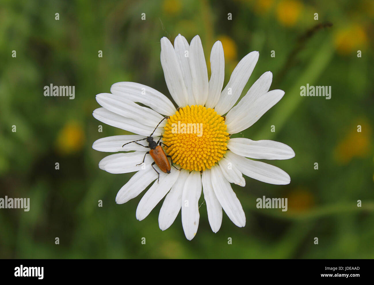 an insect on a daisy flower Stock Photo - Alamy