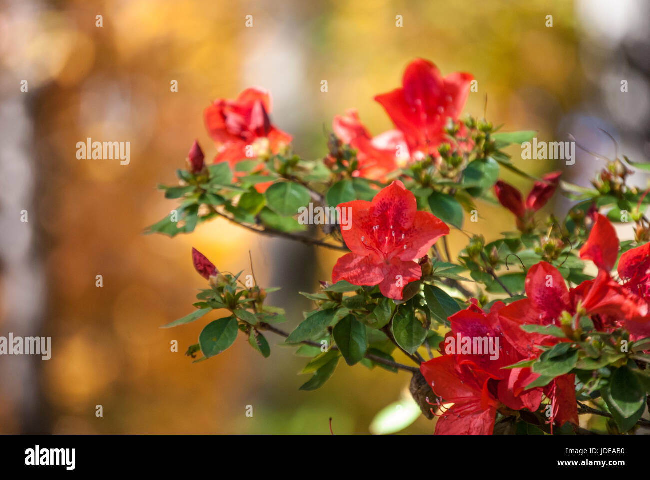 Brilliant Azalea flowers in the fall Stock Photo - Alamy