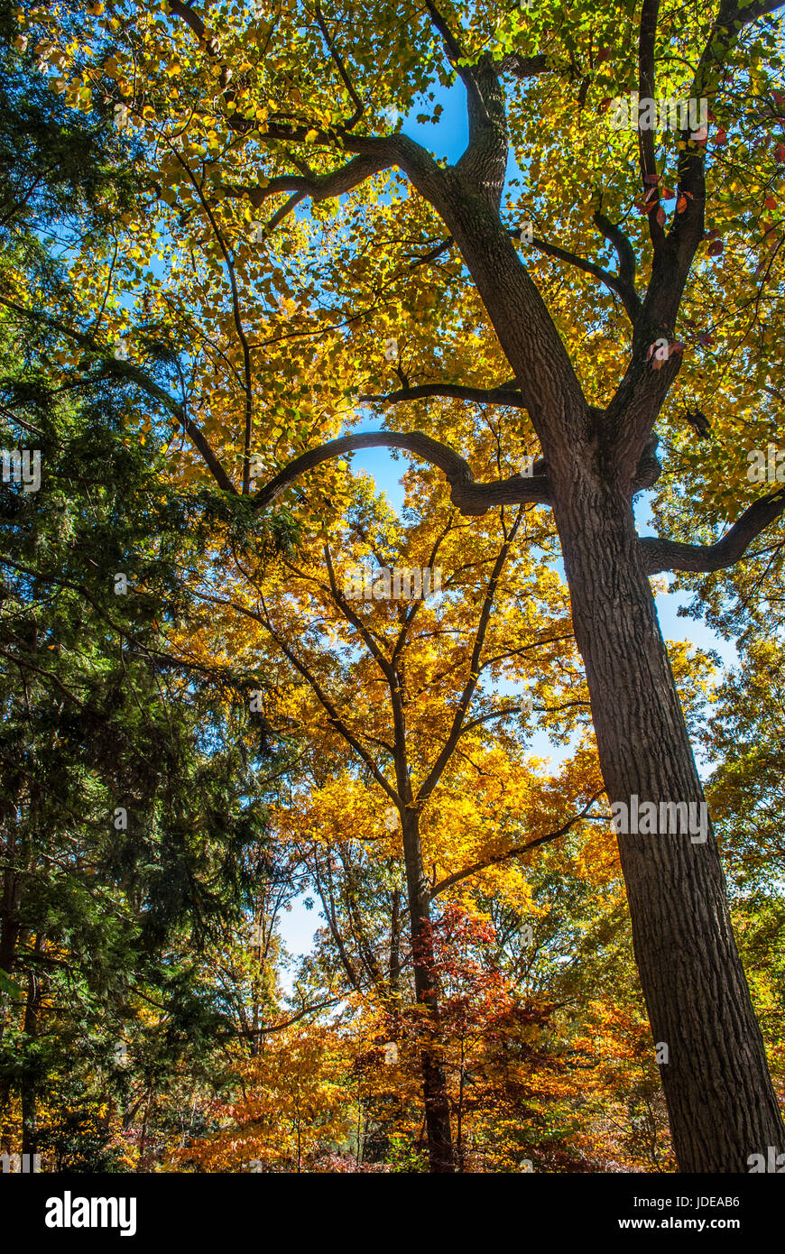 Golden yellow leaves of hickory tress in Autumn Stock Photo - Alamy