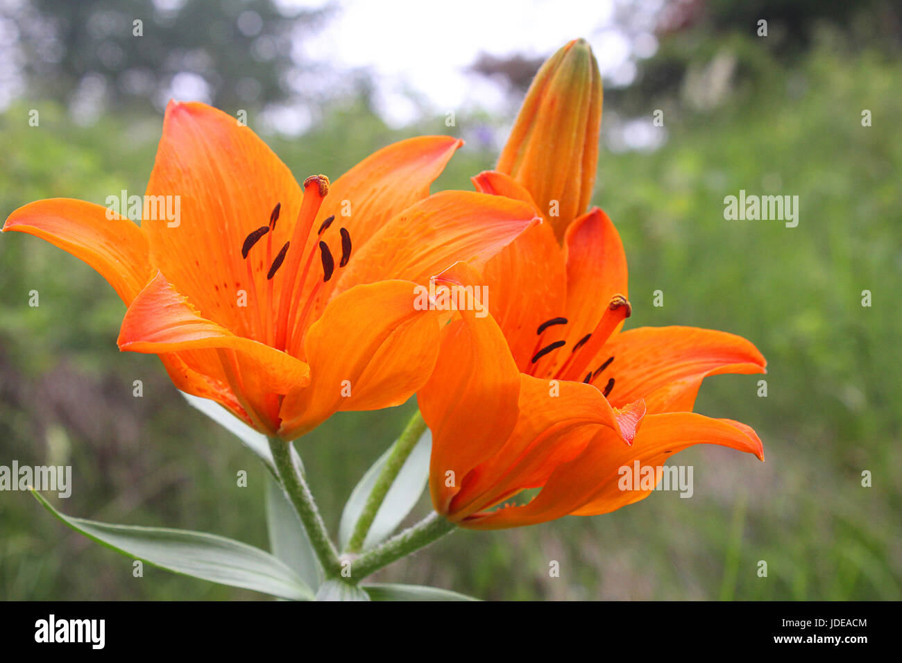 wild lily flower in the meadow Stock Photo - Alamy