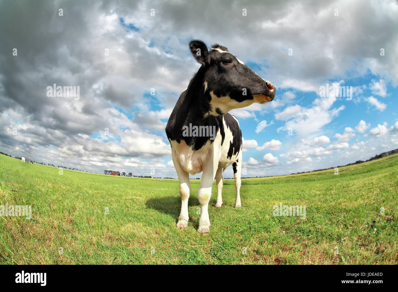 Proud cow on pasture hi-res stock photography and images - Alamy