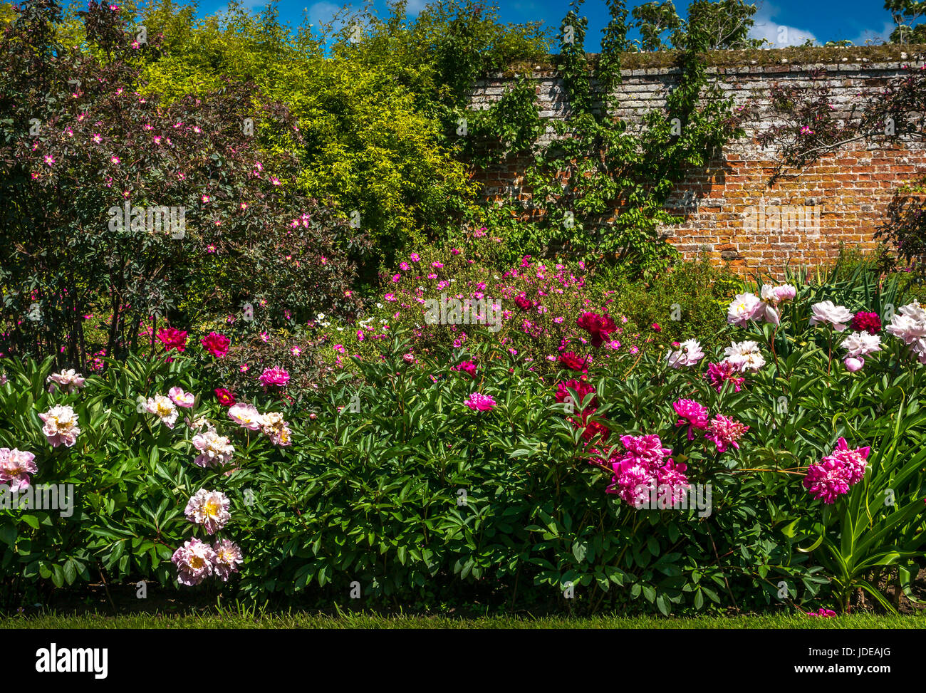 Peony garden hi-res stock photography and images - Alamy