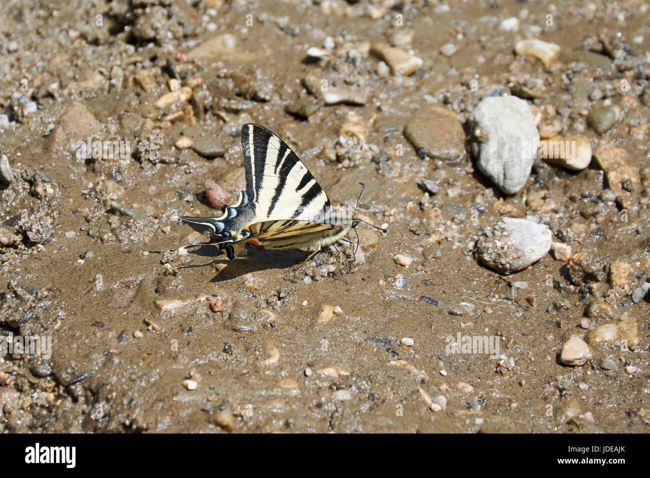 Butterfly in the mud Stock Photo - Alamy