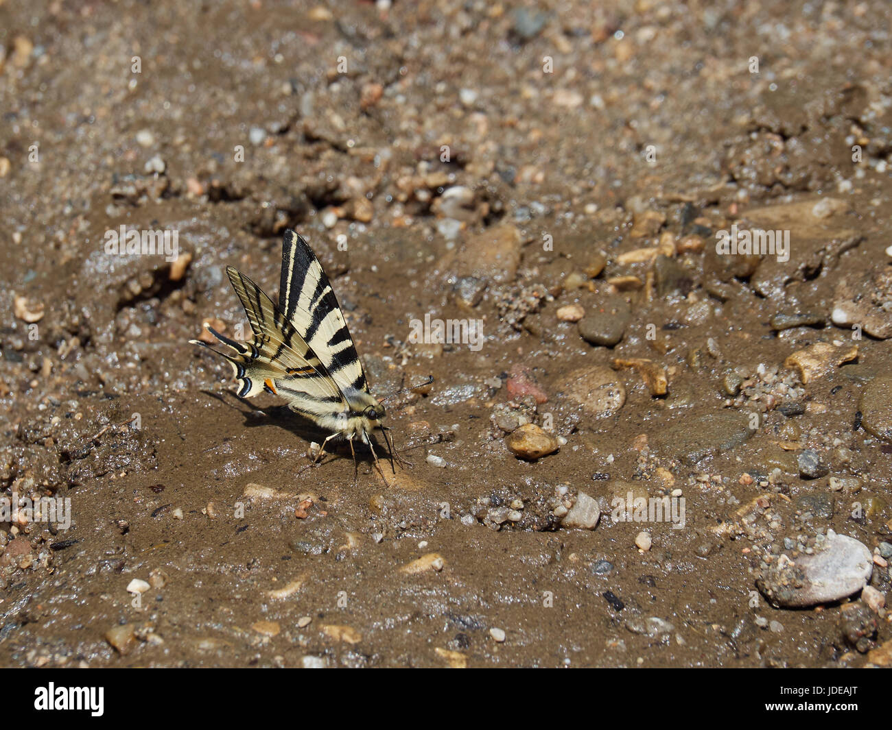 Butterfly in the mud Stock Photo - Alamy