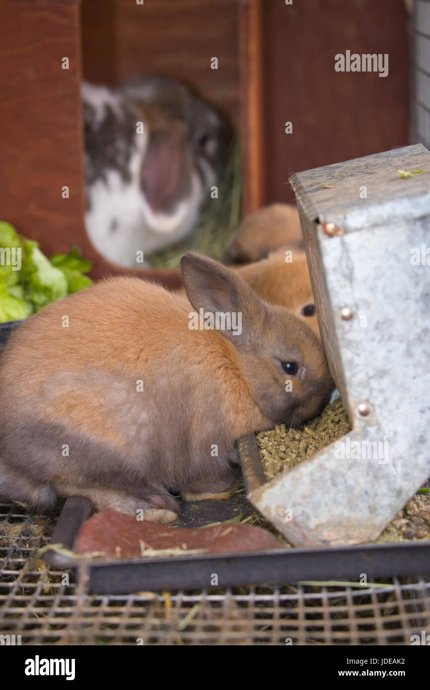 Bunnies in a rabbit cage eating rabbit pellets Stock Photo - Alamy