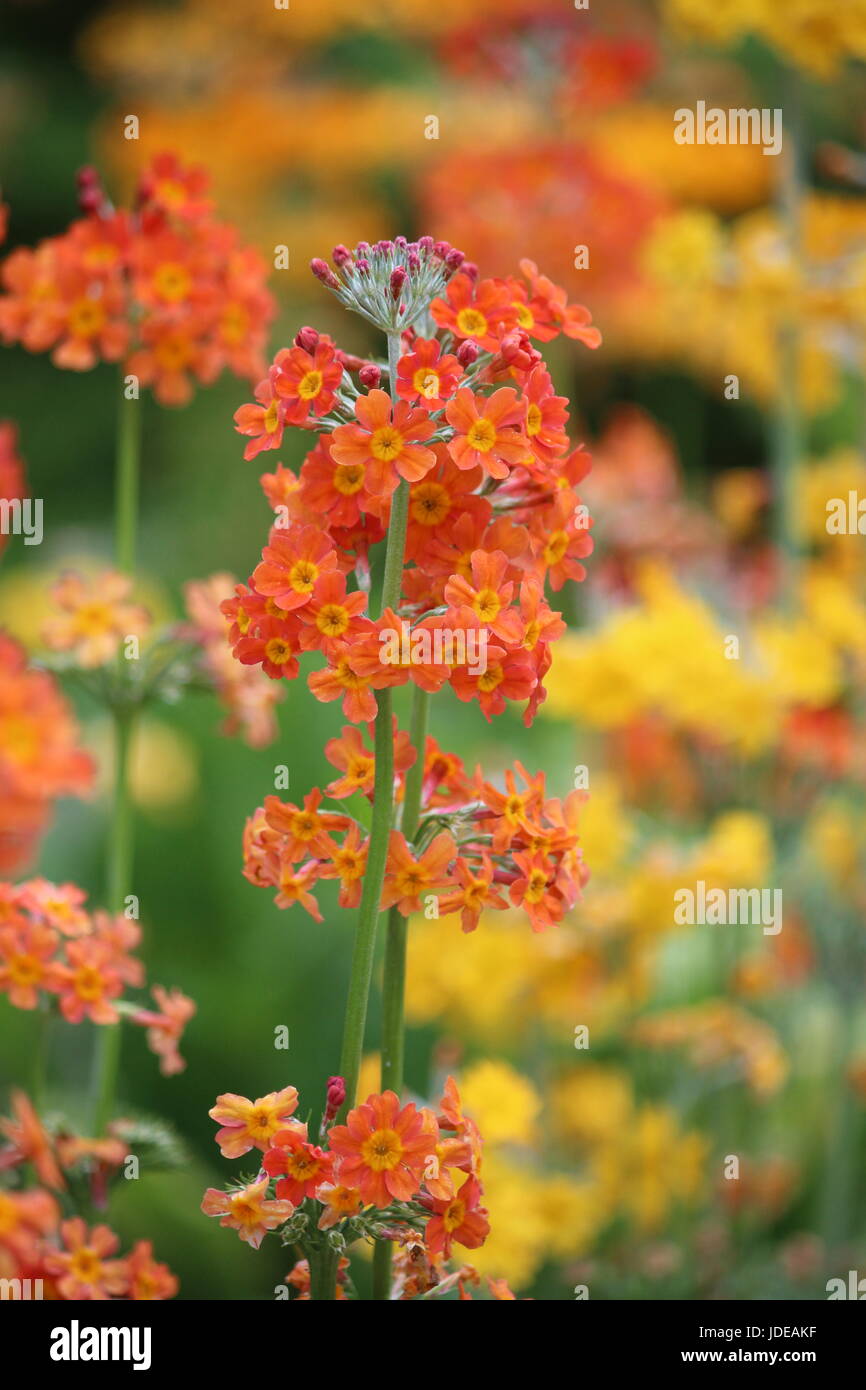 Orange primula candelabra with yellow ones in the background Stock ...