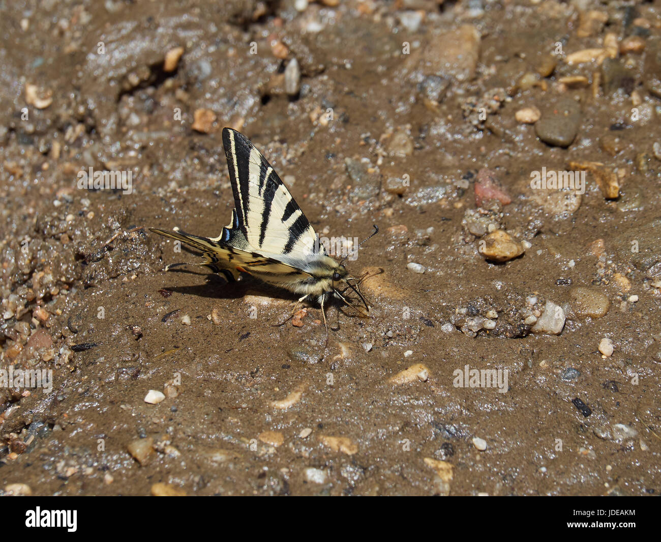 Butterfly in the mud Stock Photo - Alamy