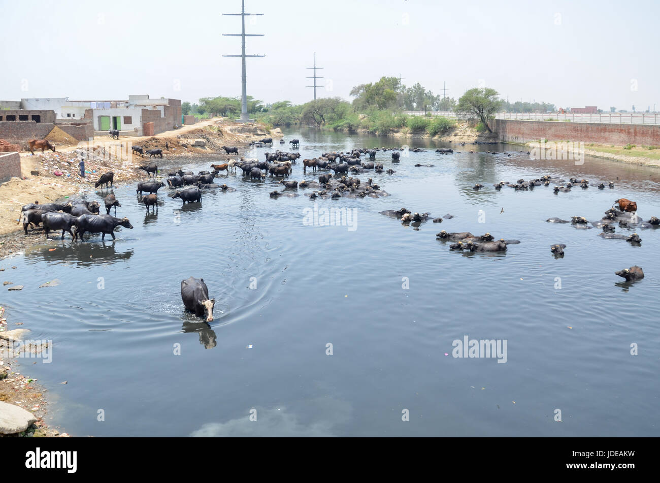 Pakistani buffalo hi-res stock photography and images - Alamy