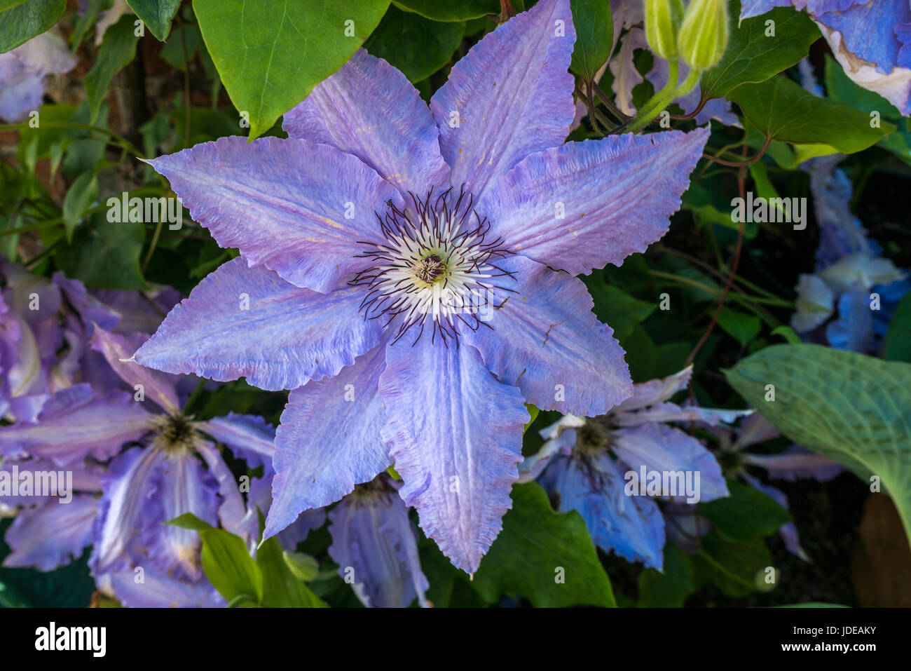 Purple star shaped flower hi-res stock photography and images - Alamy