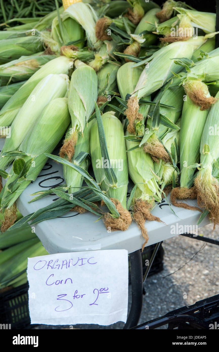 Stack of organic sweet corn for sale at a Farmers Market in Issaquah ...