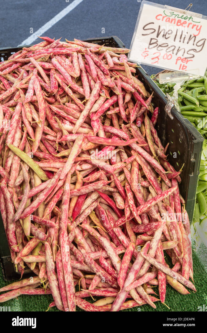 Phaseolus vulgaris cranberry group hi-res stock photography and images ...