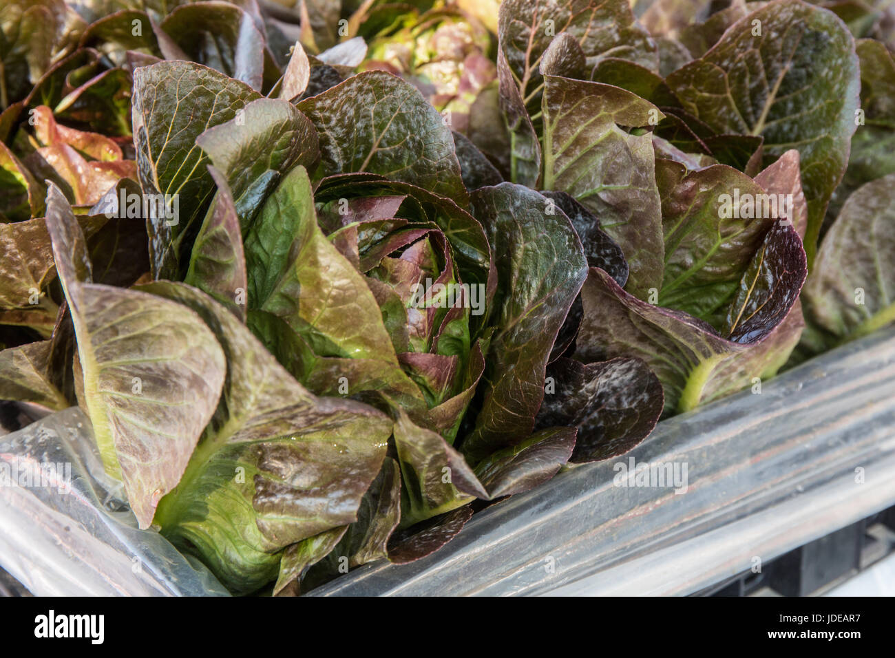 Red Romaine lettuce for sale at a Farmers Market in Issaquah ...