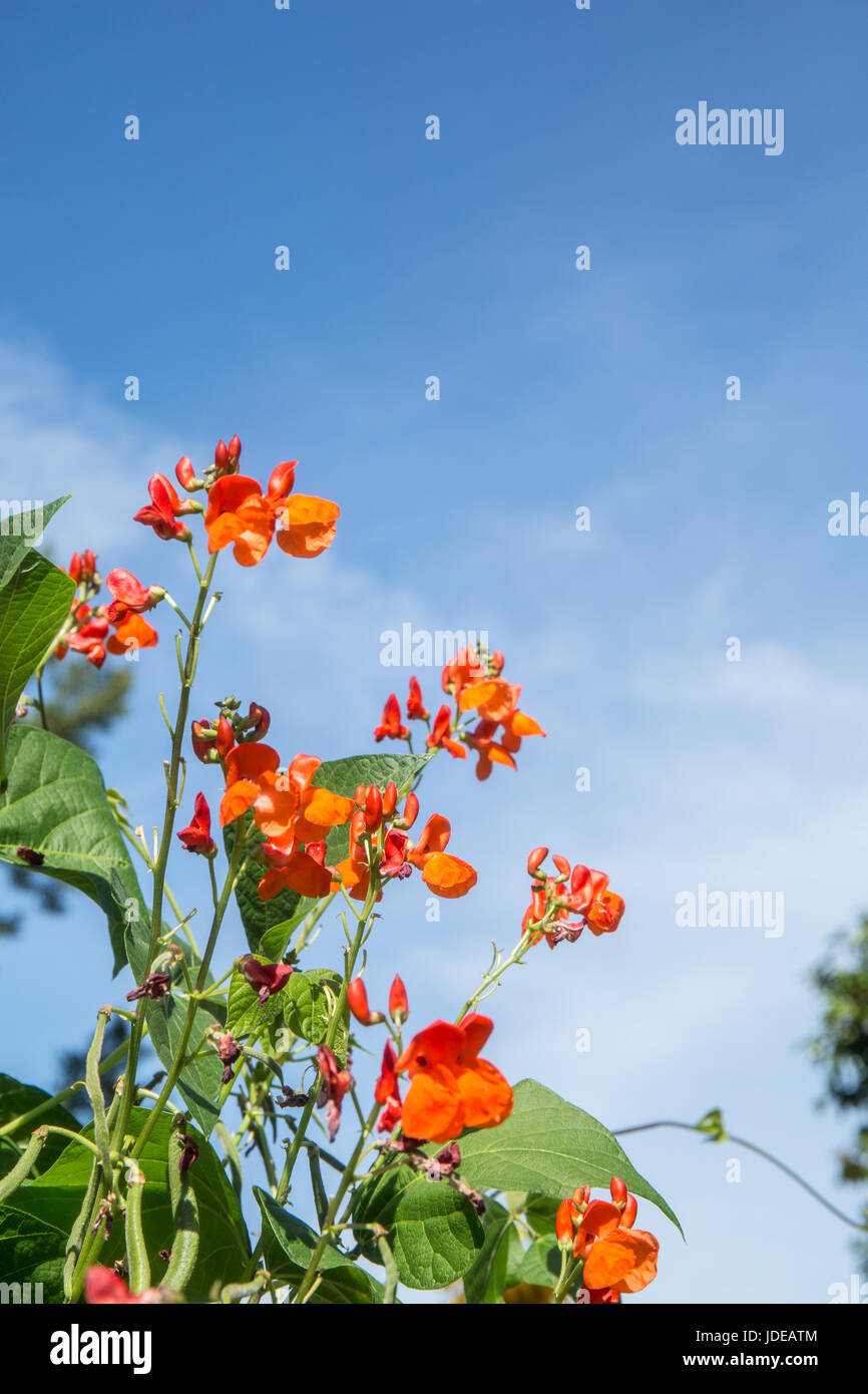 Scarlet runner bean plant hi-res stock photography and images - Alamy
