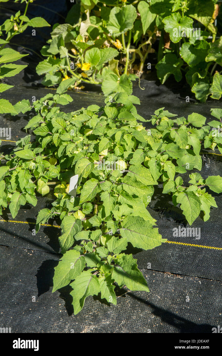 Aunt Molly's Ground Cherries growing with black weed deterent mulch ...