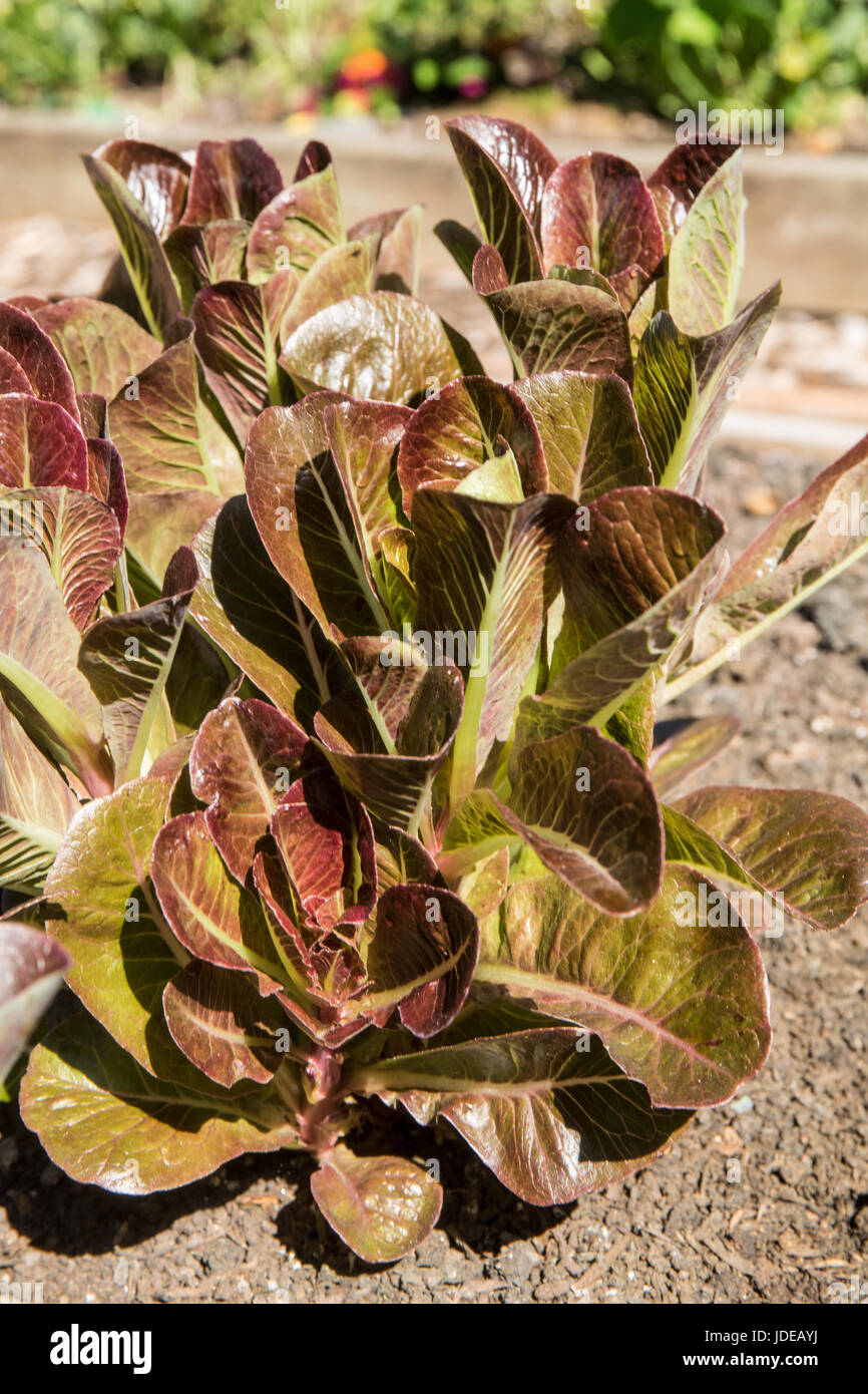 Alkindus lettuce hi-res stock photography and images - Alamy