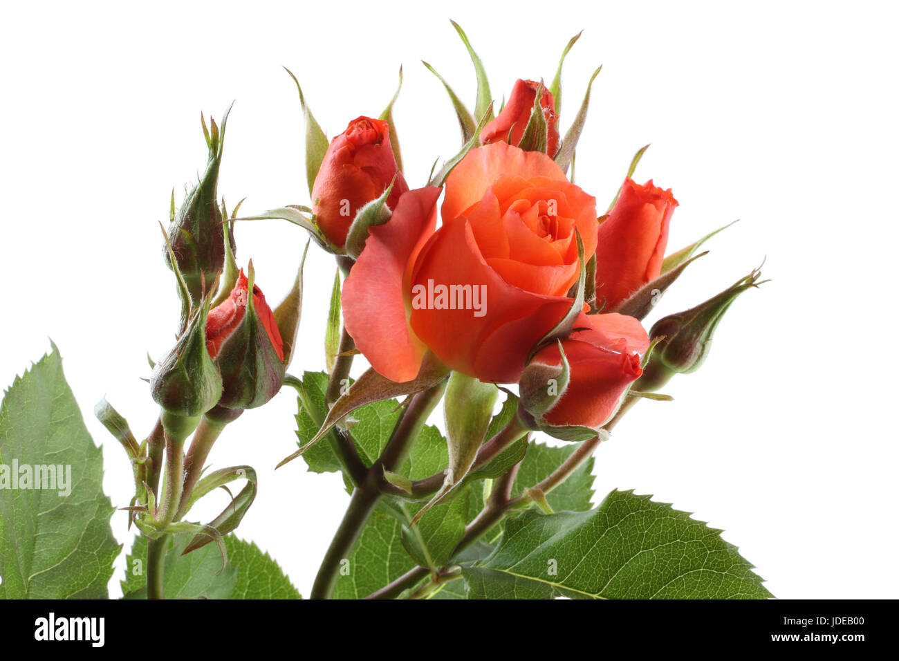 Bouquet of small orange roses isolated on white background Stock Photo ...