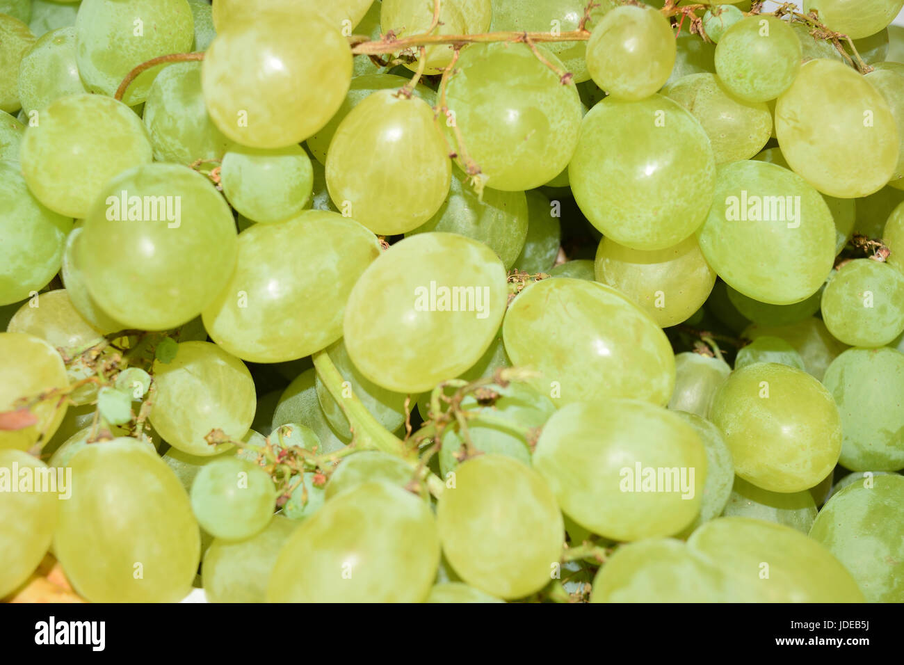 Cardinal grape hi-res stock photography and images - Alamy