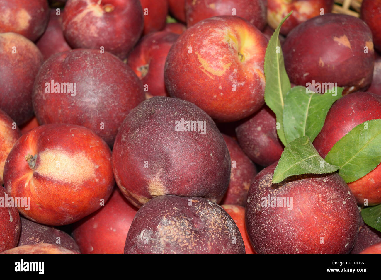 Whole nectarines hi-res stock photography and images - Alamy