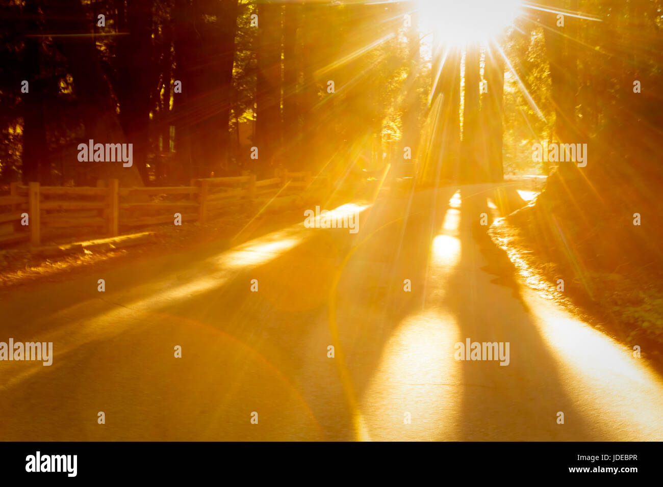 Bight Sunlight shines through trees on a country road Stock Photo - Alamy