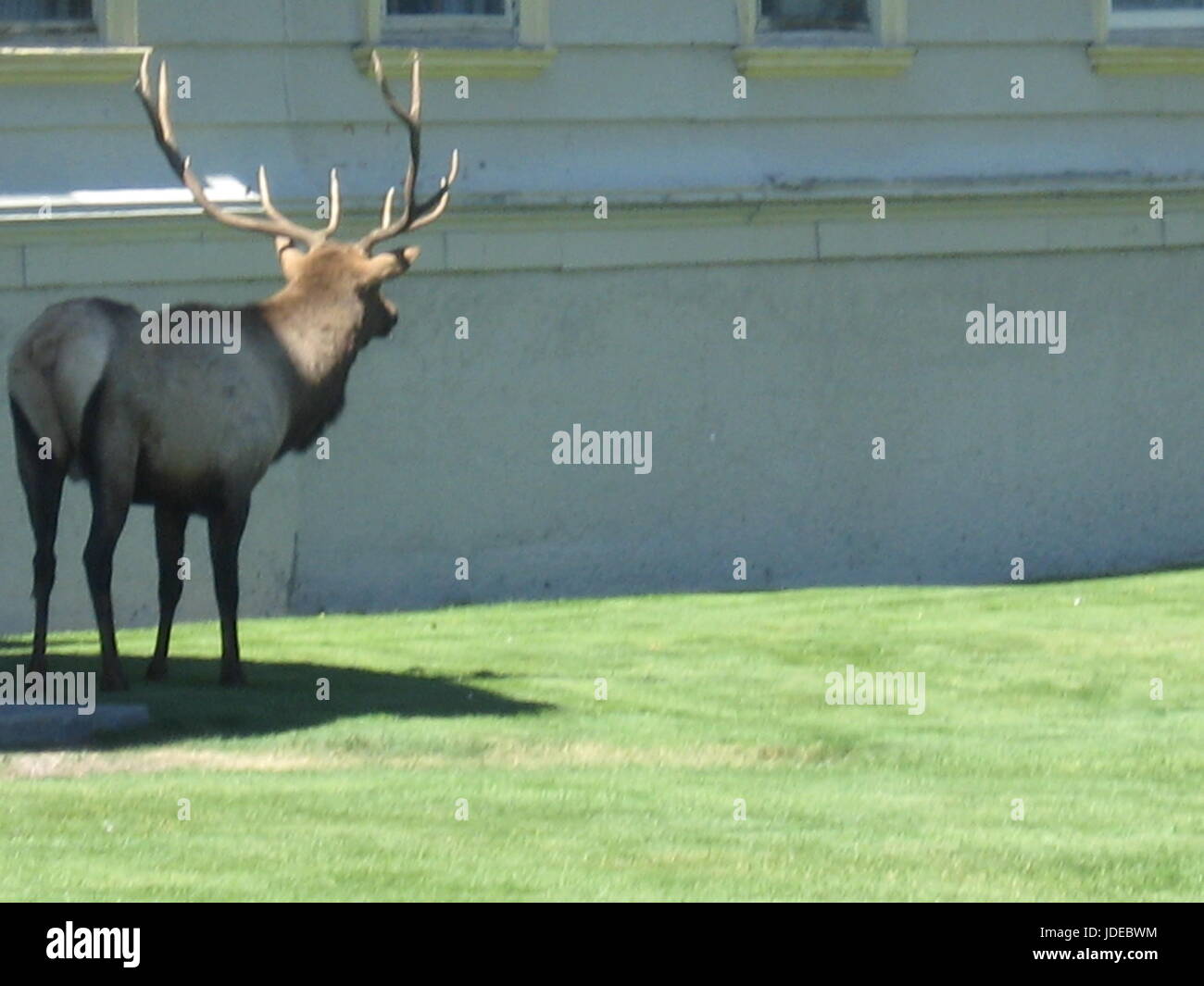 Bull elk in Mammoth Springs Stock Photo - Alamy