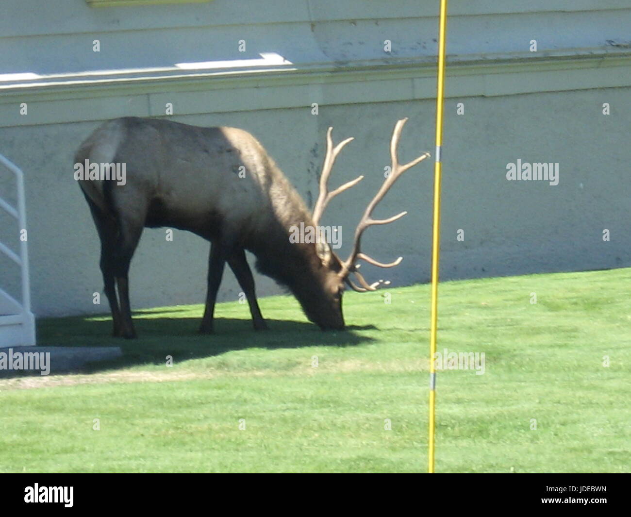 Bull elk in Mammoth Springs Stock Photo - Alamy