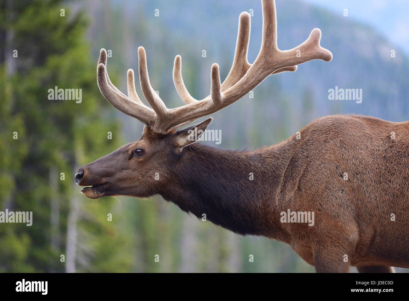 Elk Royal Bull in spring Rocky Mountain National Park, Colorado Stock ...