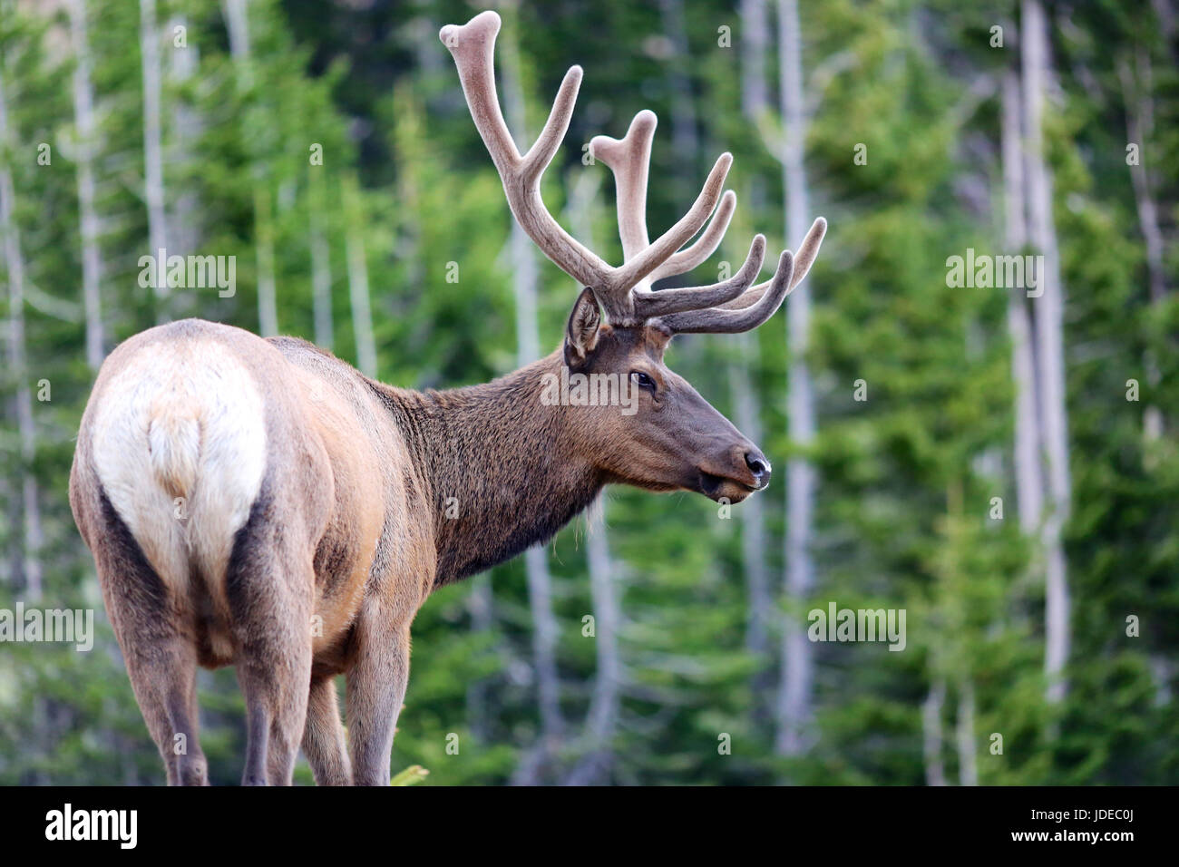 Bull elk in banff hi-res stock photography and images - Alamy