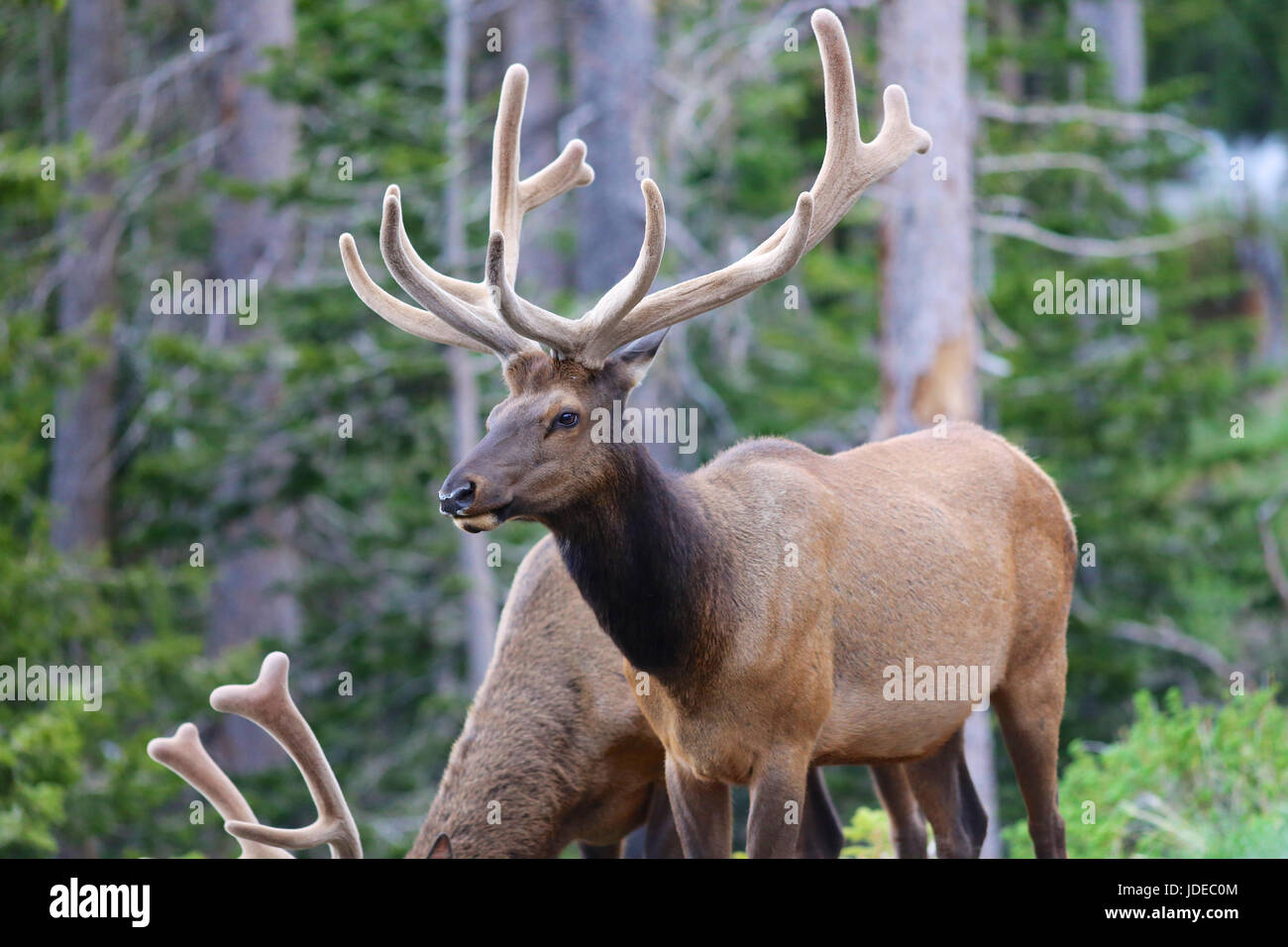 Elk Royal Bull in spring Rocky Mountain National Park, Colorado Stock ...