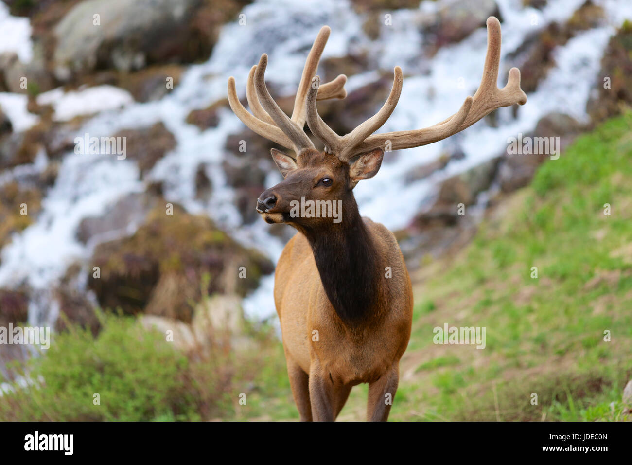 Colorado wildlife hi-res stock photography and images - Alamy