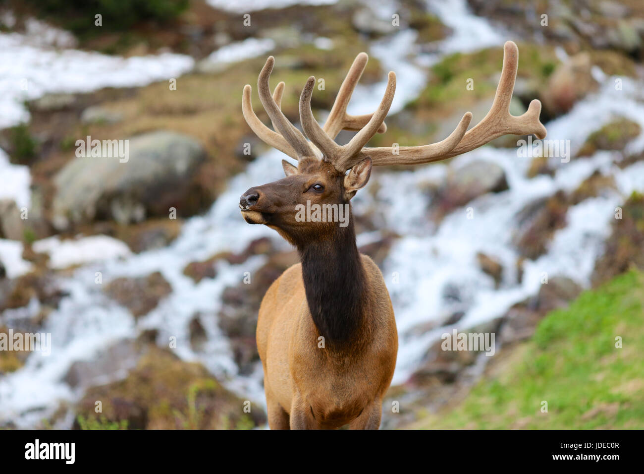 Colorado wildlife hi-res stock photography and images - Alamy