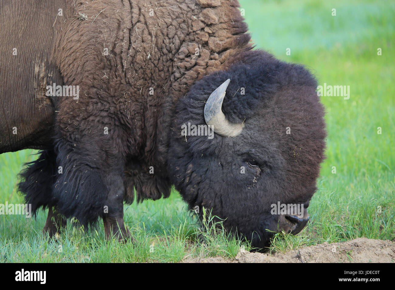 Large male buffalo hi-res stock photography and images - Alamy